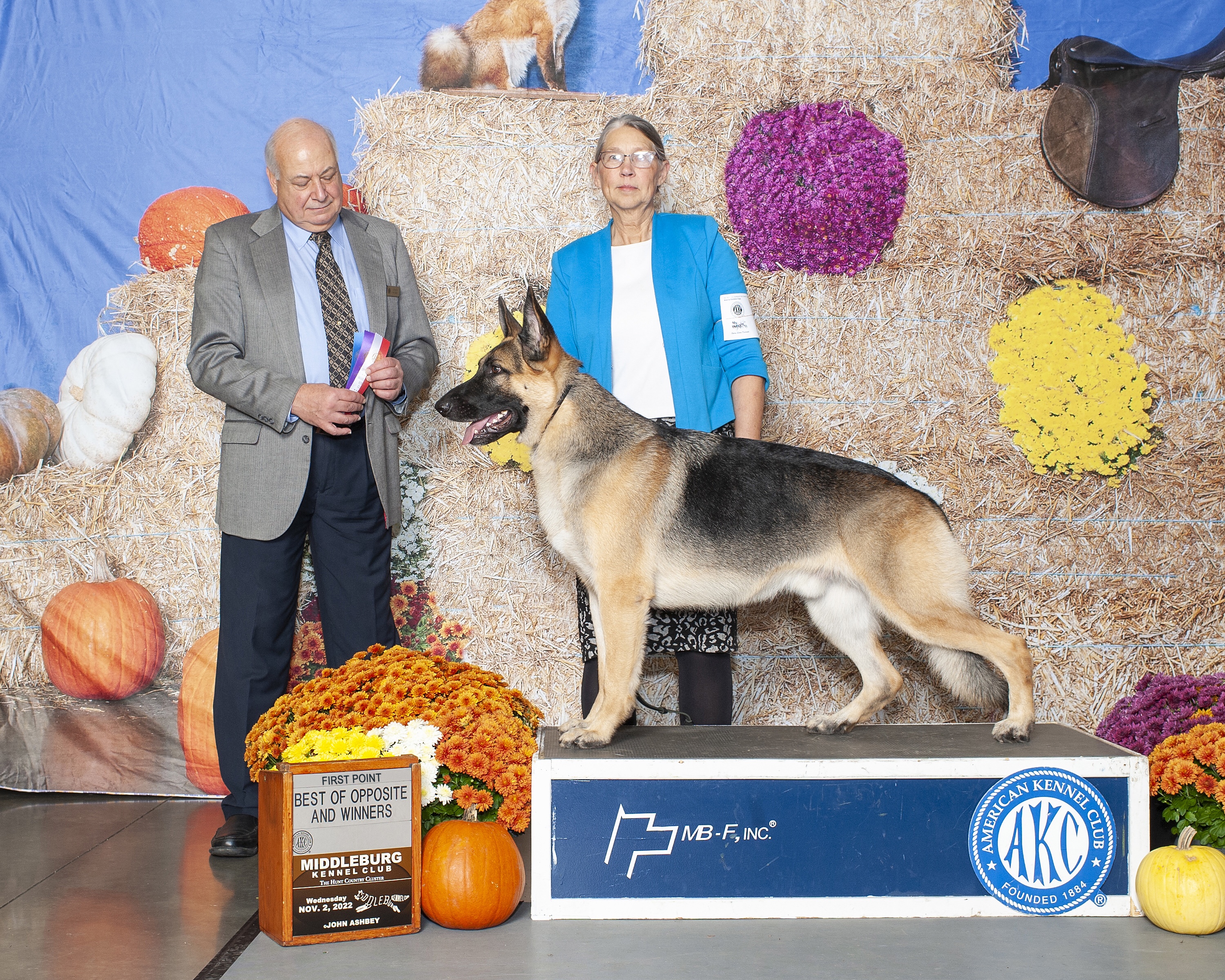 Clyde the show dog! First point! And transporting rescue dogs again ...