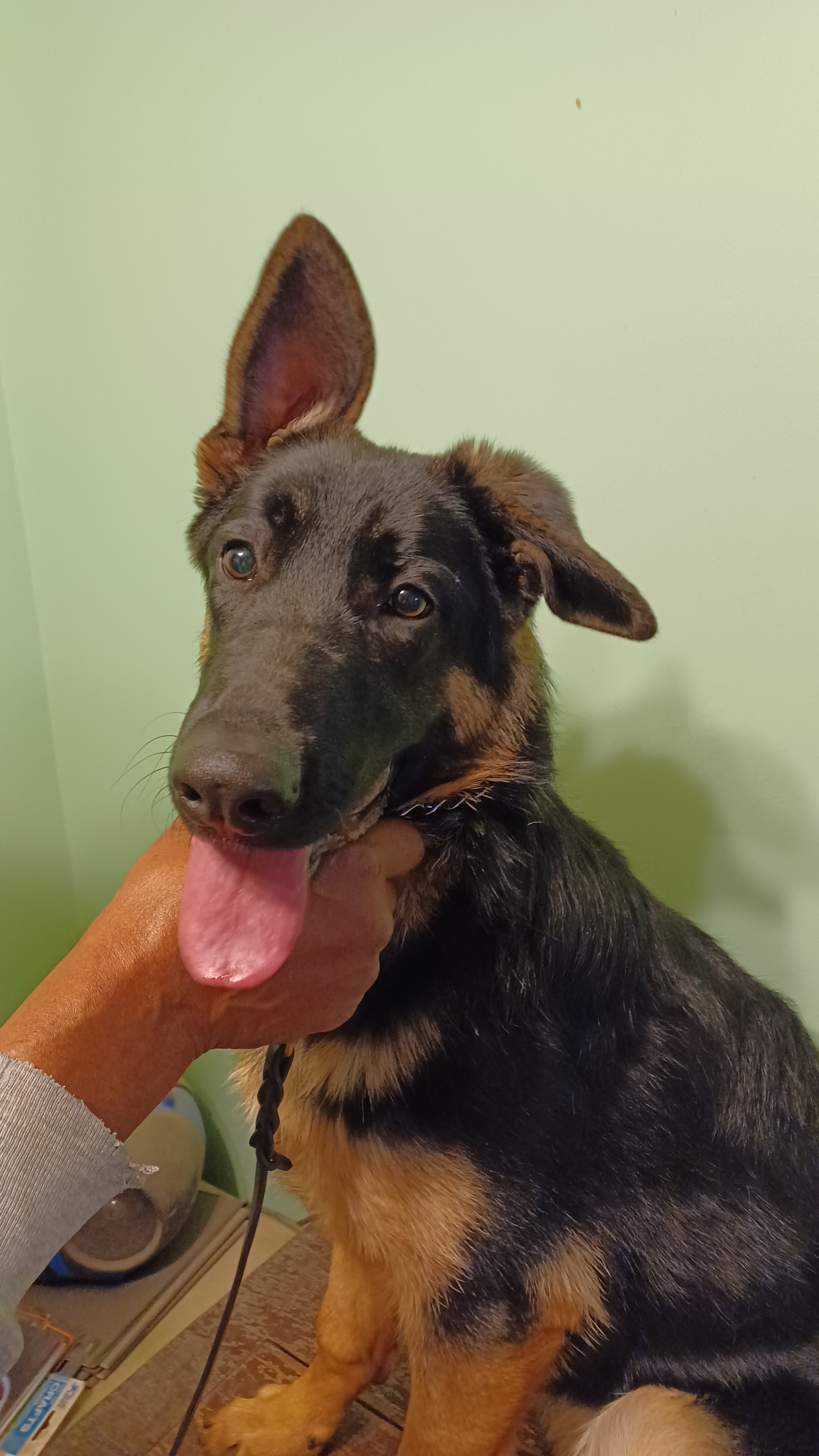 Taping German Shepherd puppy ears – Shepherd Sight
