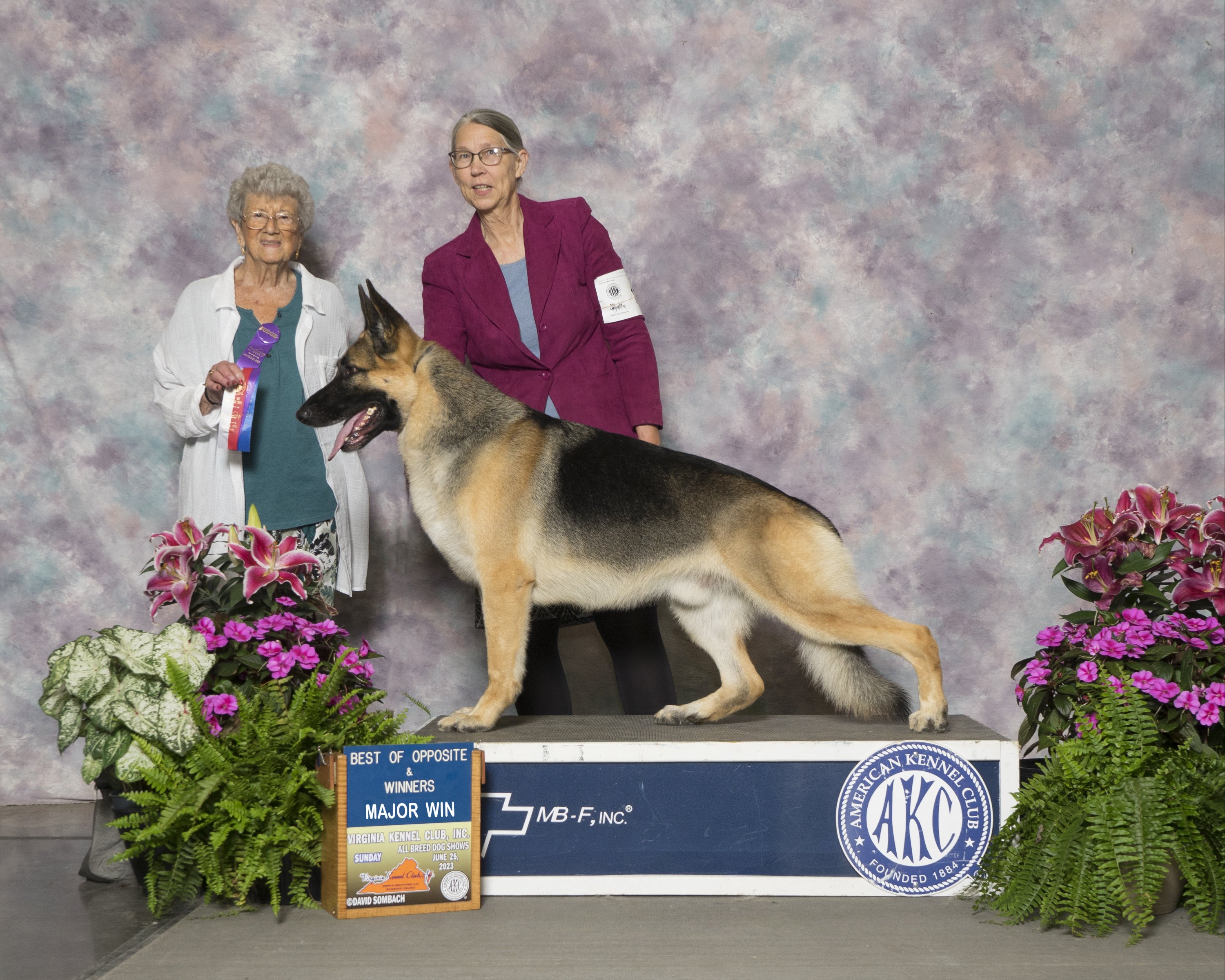 Best GSD show pics ever! – Shepherd Sight