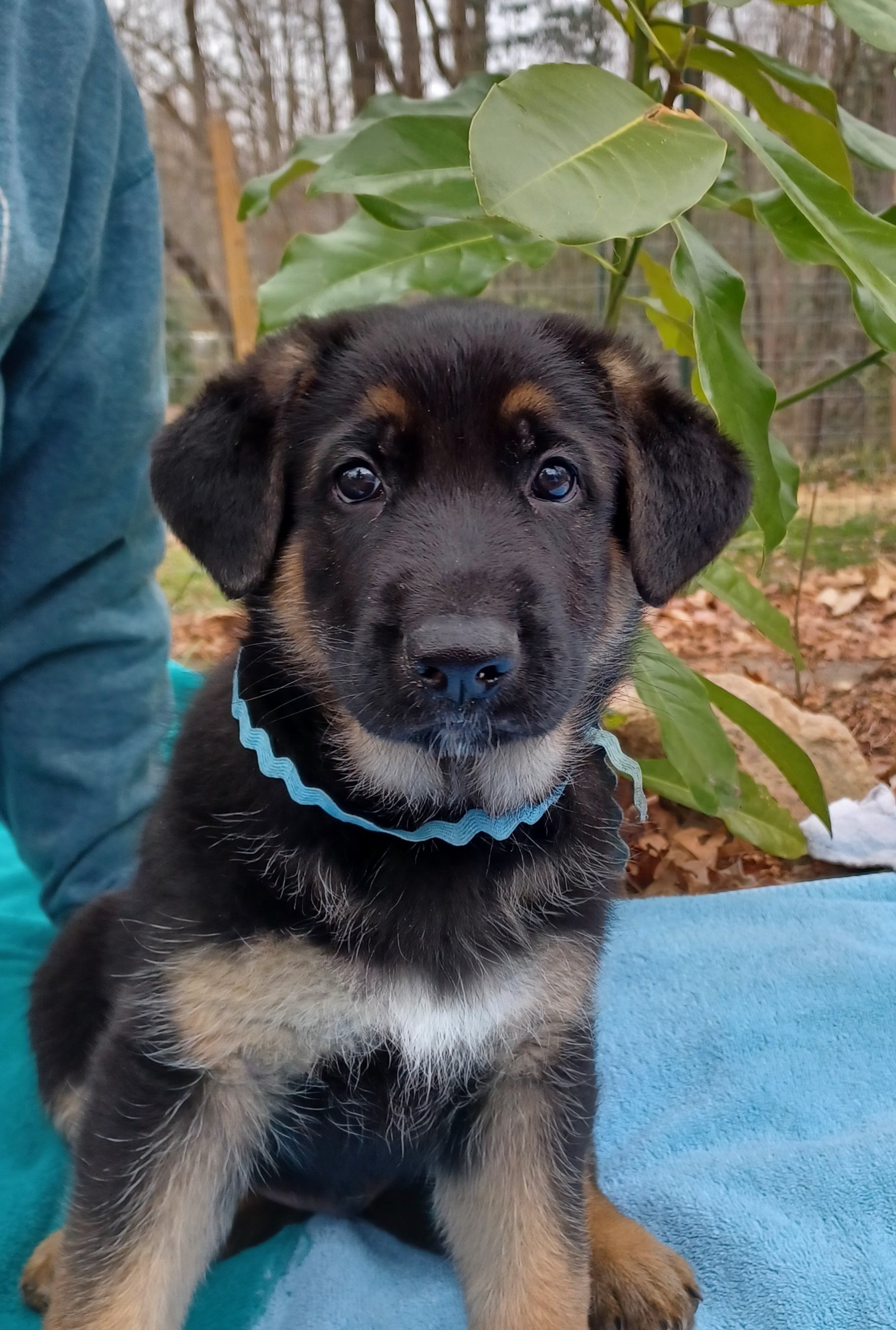 German Shepherd puppies for sale in Virginia – Shepherd Sight