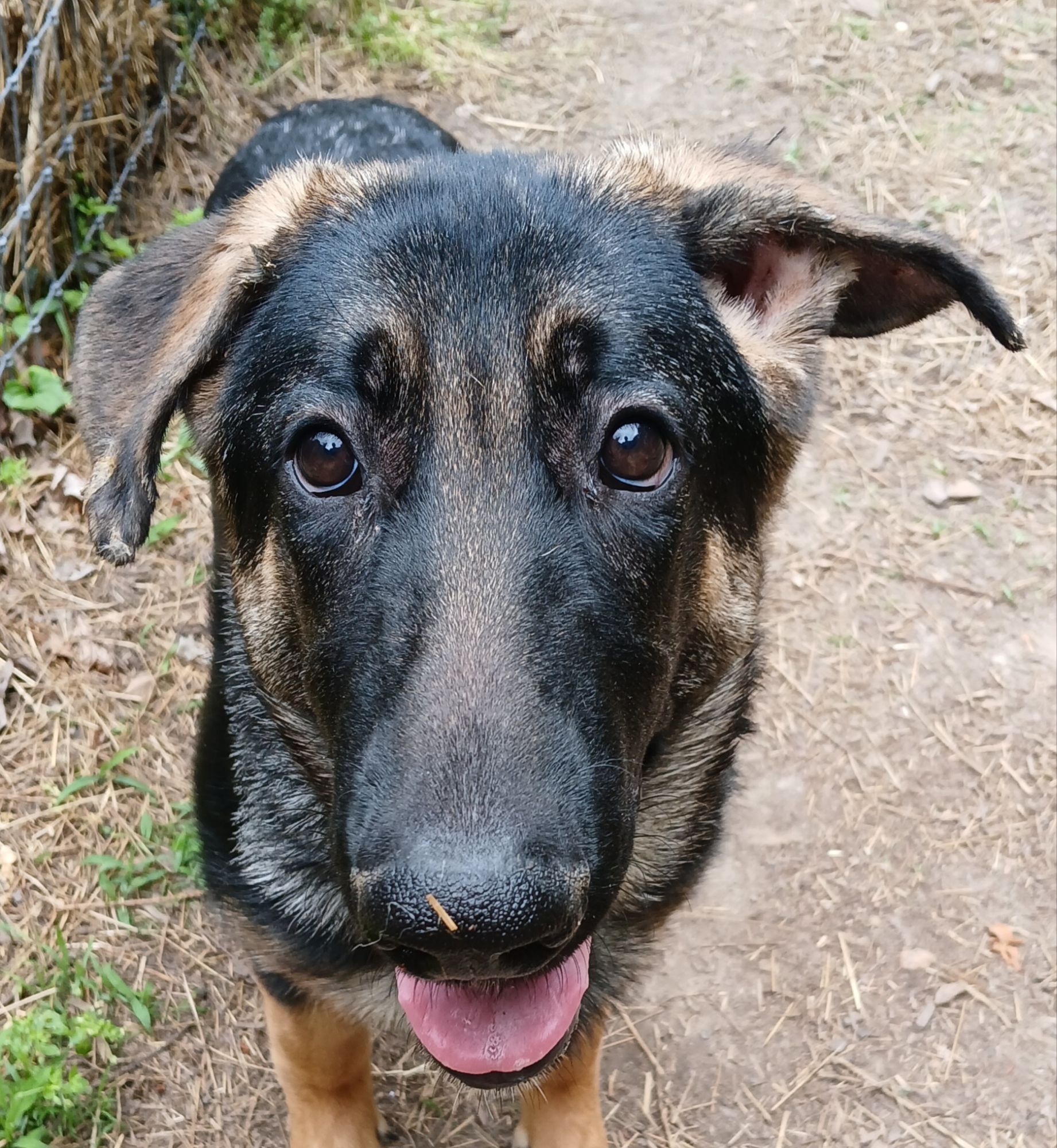 Before and after pictures of ear taping – Shepherd Sight