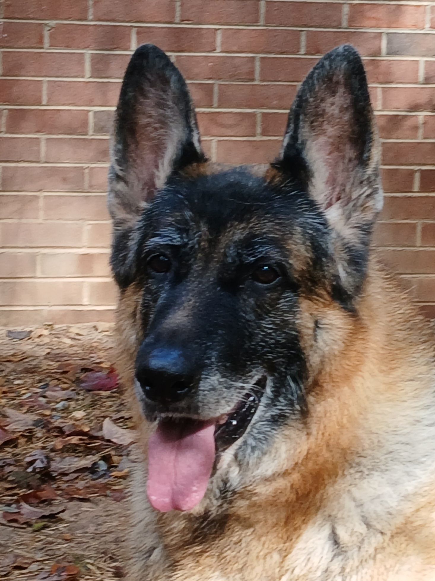 Happy 12th Birthday to Johnny and Jane! – Shepherd Sight